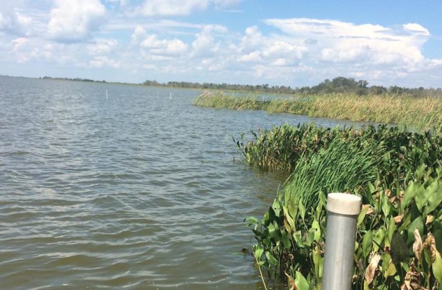 The History of Agriculture on Lake Apopka: Birds, Alligators, & Farm ...