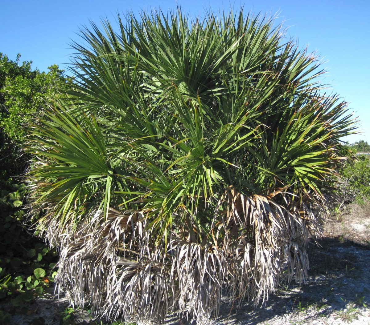 Florida's 7 Wild Edible Plants - Fleet Farming