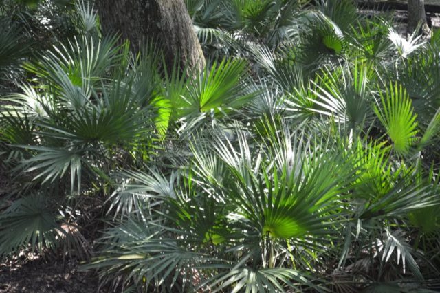 Florida's 7 Wild Edible Plants - Fleet Farming